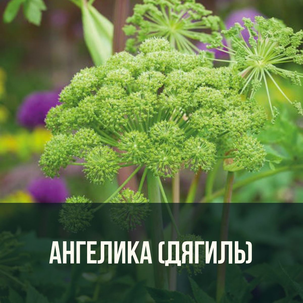 Купить N Project V (БАД Vision Нутримакс) - цена, отзывы
